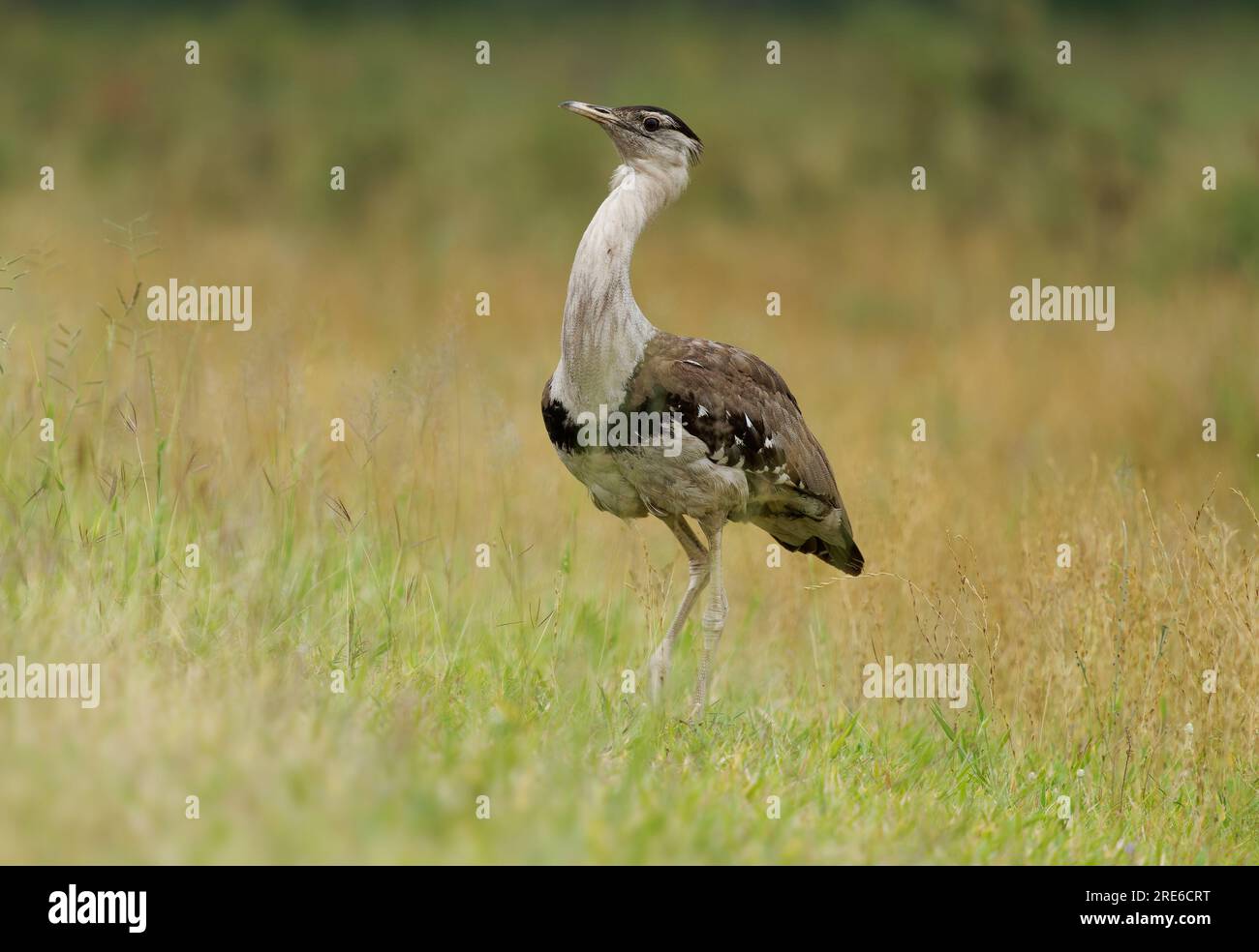 Australischer gemeiner vogel -Fotos und -Bildmaterial in hoher ...