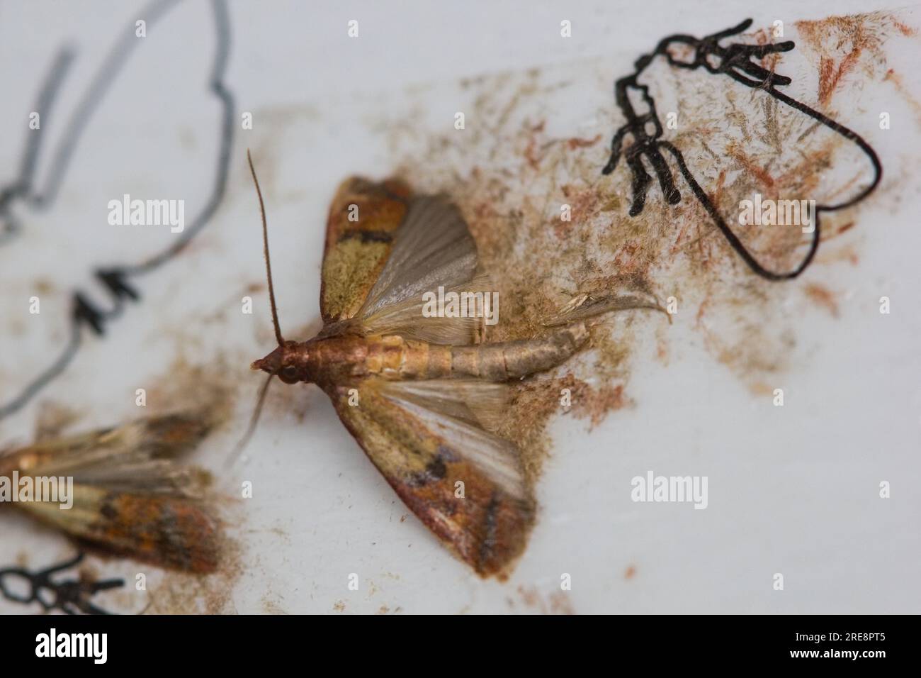 Die indische Mehlmotte, Weevil Motte, Pantry Motte, Mehl- oder ...