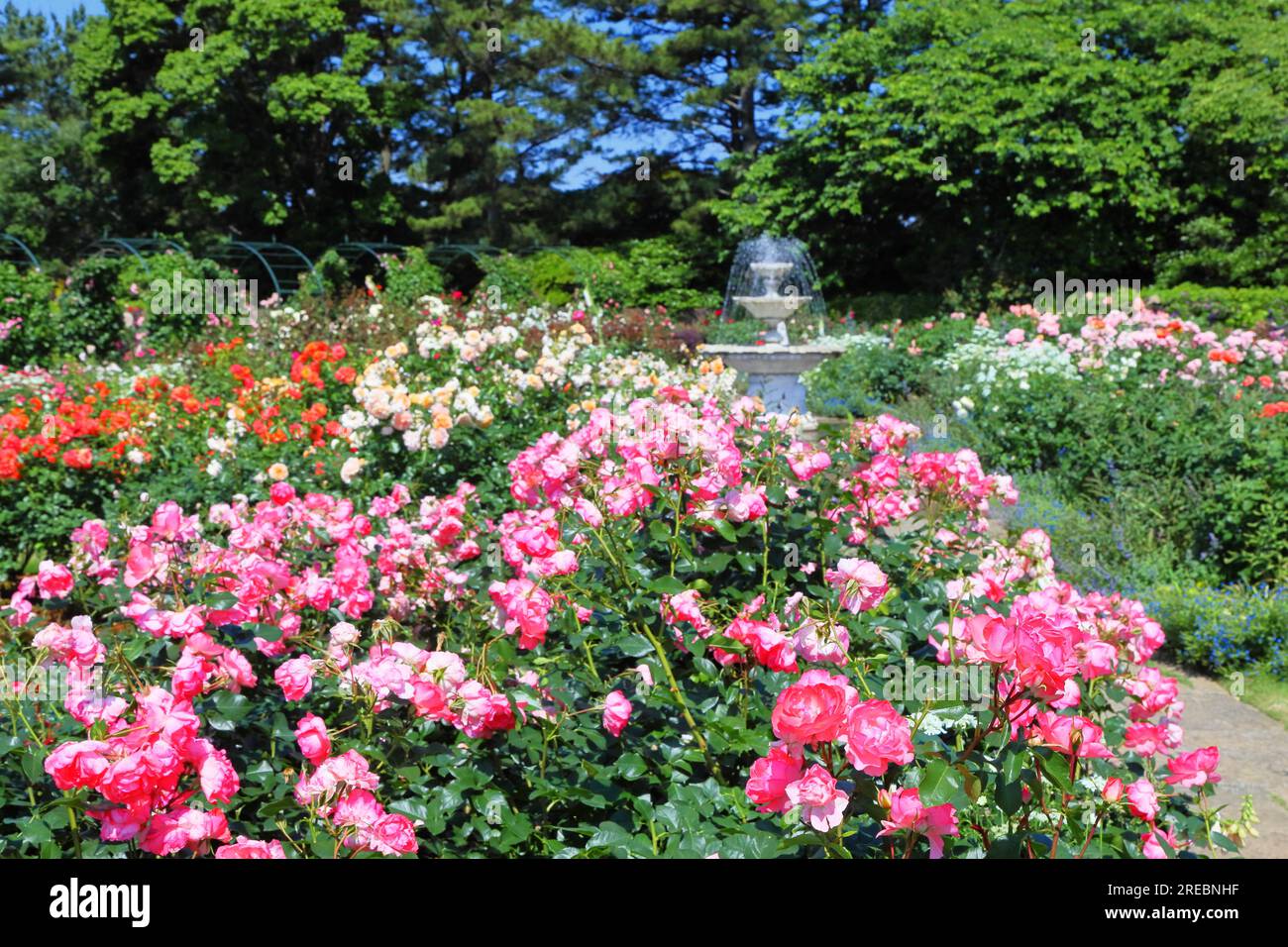 Rosengarten rosengarten -Fotos und -Bildmaterial in hoher Auflösung – Alamy