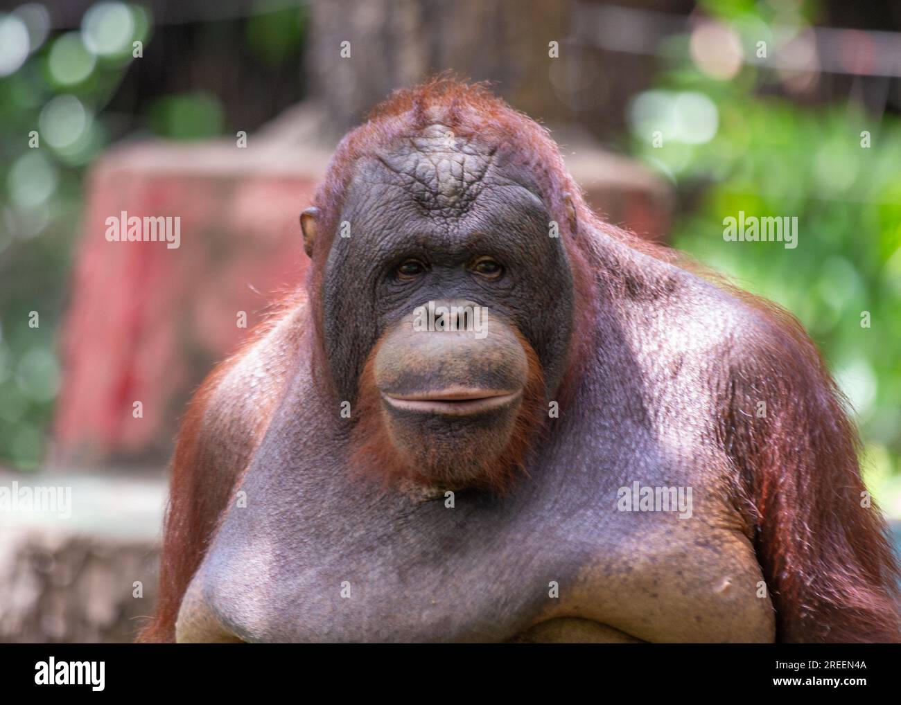 Treffen Sie den Orang-Utan (Pongo Pygmaeus) - ein fesselnder Primat ...