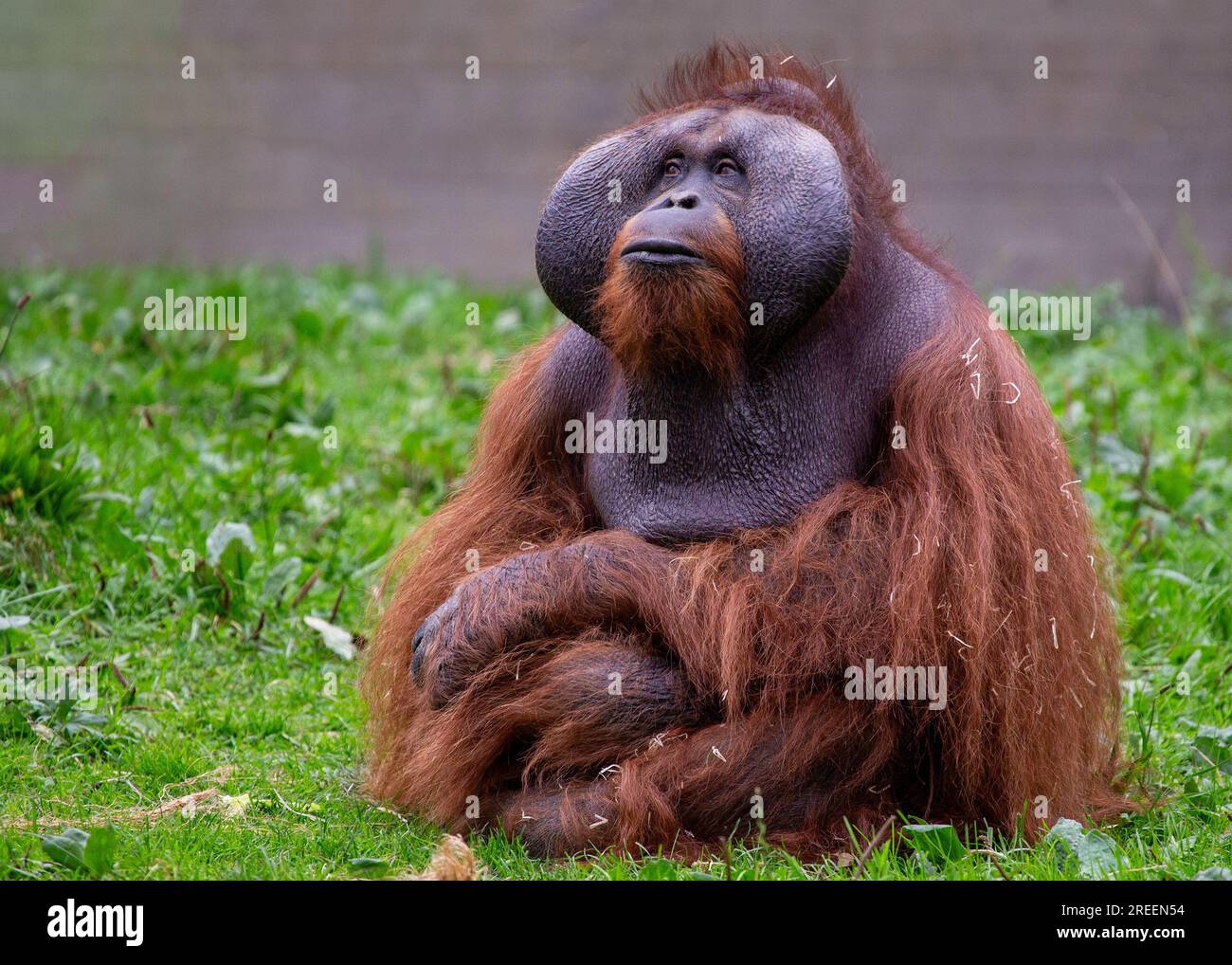 Treffen Sie den Orang-Utan (Pongo Pygmaeus) - ein fesselnder Primat ...