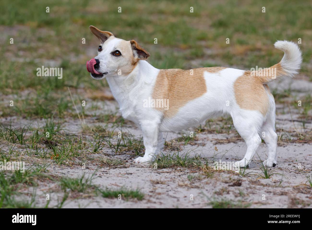 Hund zunge herausstrecken -Fotos und -Bildmaterial in hoher Auflösung ...