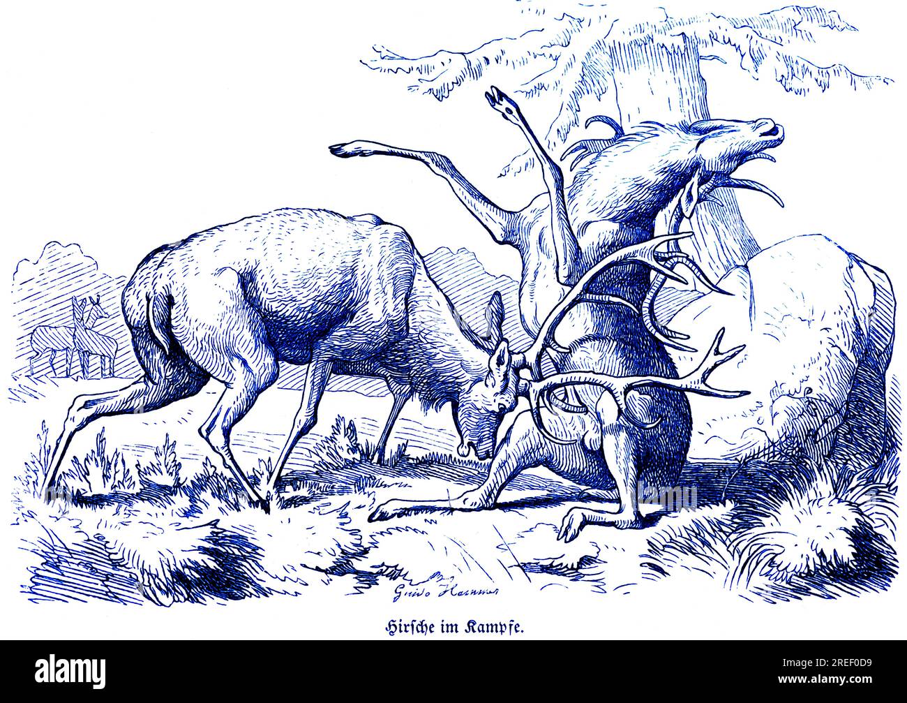 Zwei Stags in einem Kampf, Hubertusjagd und Jagdszenen, wilde Tiere, Natur, Geweih, Felsen, Baum ...