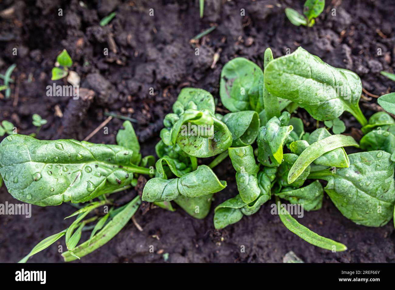 Beschädigte Spinatblätter in einem organischen Gartenbeet. Der Befall ...