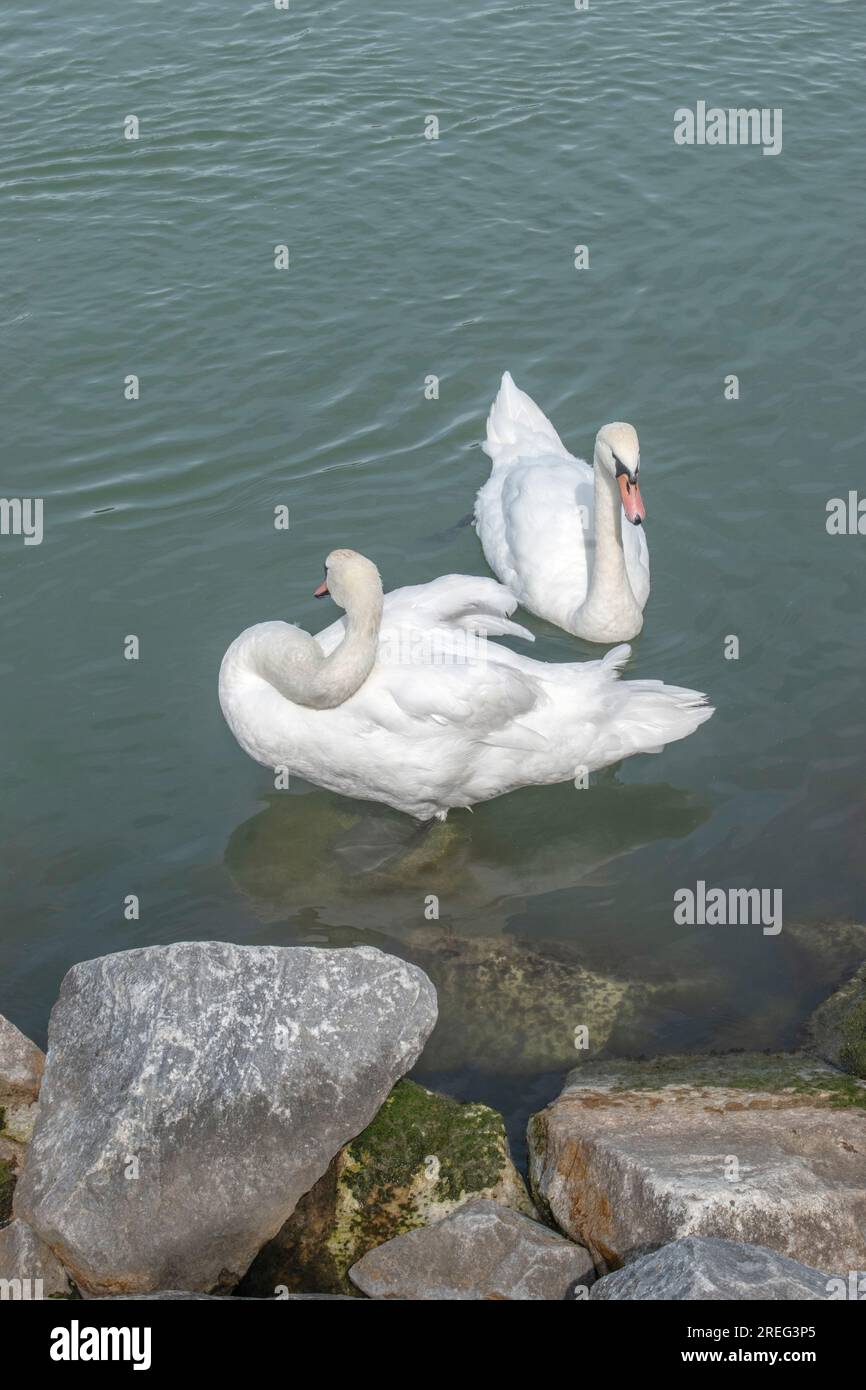 Stummer Schwan: Zwei stumme Schwäne finden Ruhe entlang der malerischen ... Stummer Schwan: Zwei stumme Schwäne finden Ruhe entlang der malerischen ...