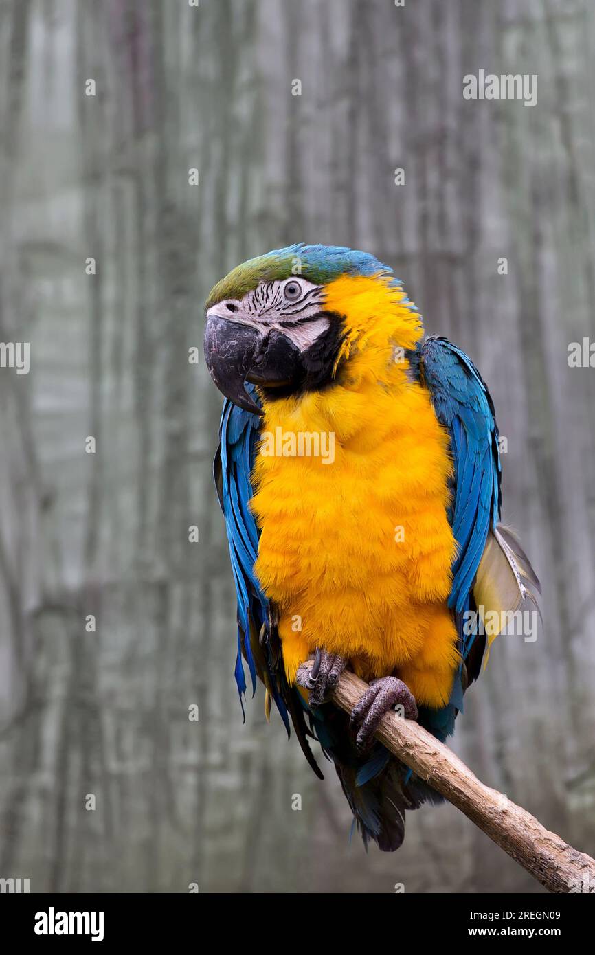 Der blau gelbe ara ara ararauna -Fotos und -Bildmaterial in hoher ...