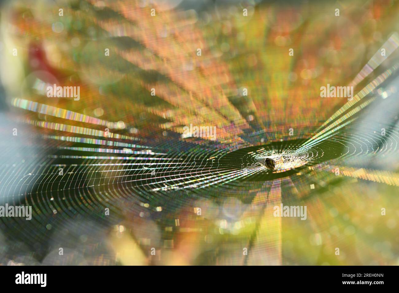 Spider im Netz in der Hintergrundbeleuchtung. Das Netz schimmert mit ...