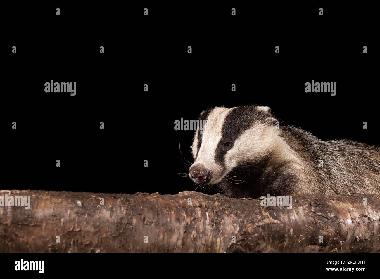 Dachs auge -Fotos und -Bildmaterial in hoher Auflösung – Alamy