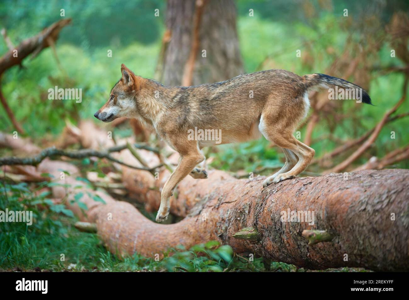 Europäischer grauer Wolf (Canis lupus), der im Wald über Baumstämme ...
