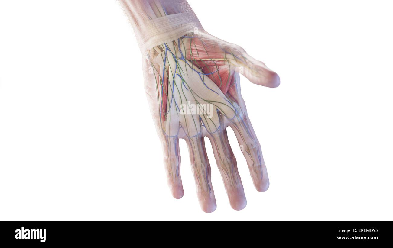 Anatomie der hand Ausgeschnittene Stockfotos und -bilder - Seite 2 - Alamy