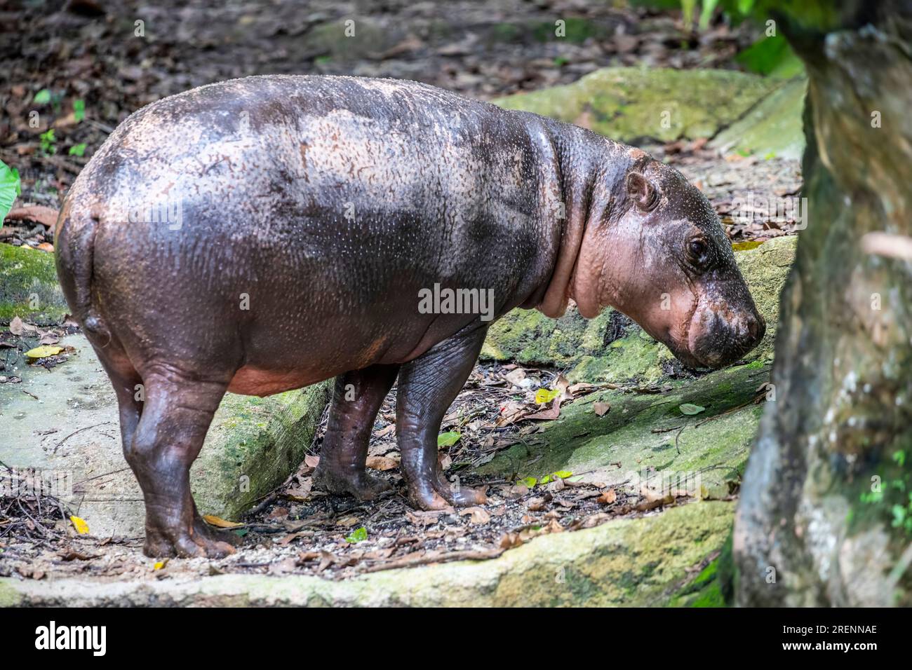 Der Pygmäenneppopotamus (Choeropsis liberiensis oder Hexaprotodon ...