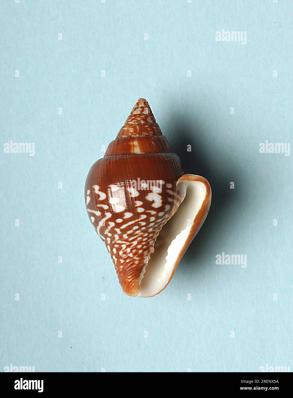 Columbella strombiformis -Fotos und -Bildmaterial in hoher Auflösung – Alamy