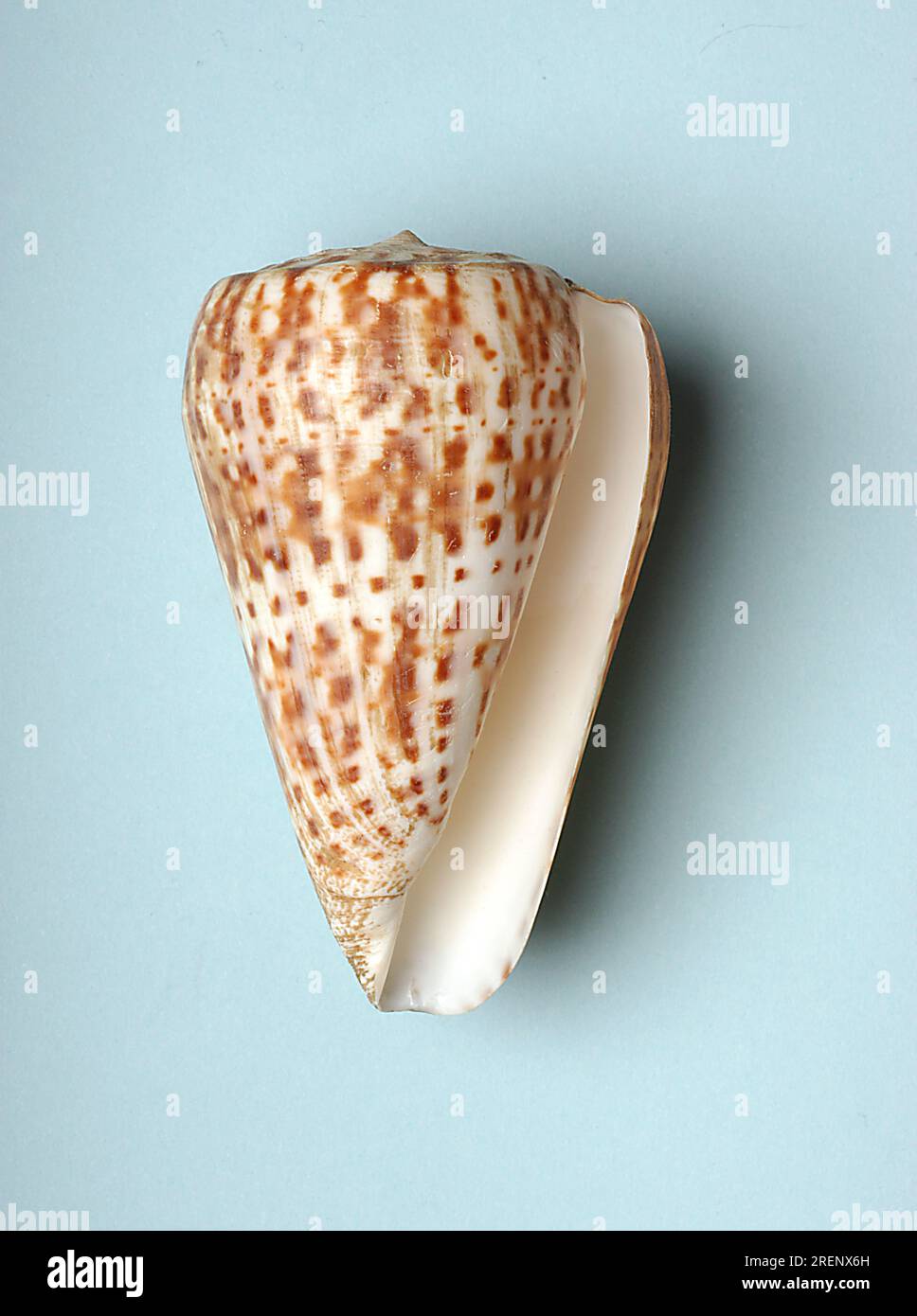 Conus pulcher -Fotos und -Bildmaterial in hoher Auflösung – Alamy