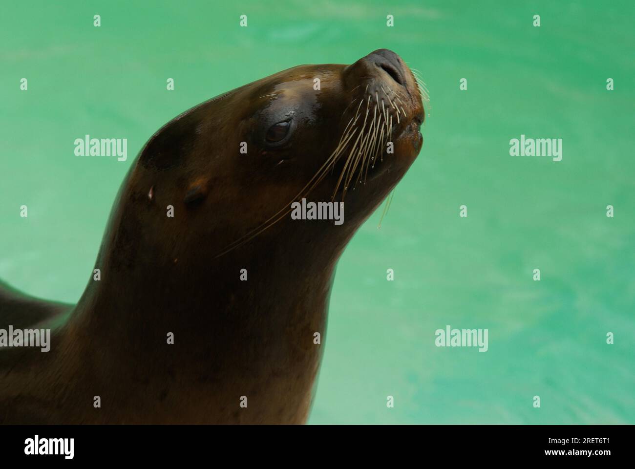 Pinniped pinnipedia -Fotos und -Bildmaterial in hoher Auflösung – Alamy