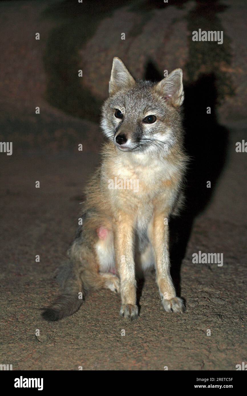 Kit fox vulpes velox -Fotos und -Bildmaterial in hoher Auflösung – Alamy