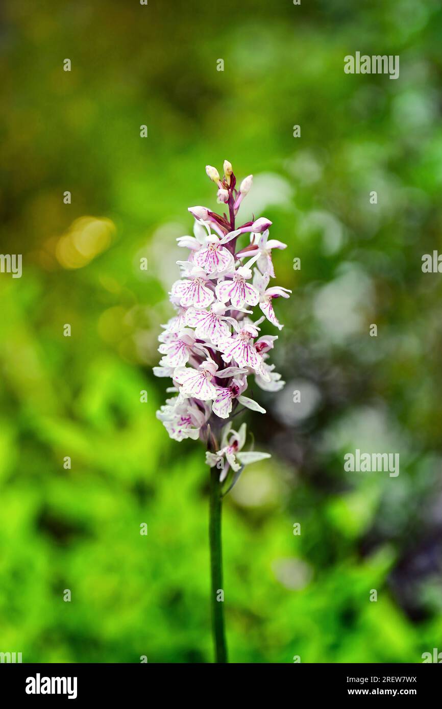 Dactylorhiza maculata, Heide Gefleckte Orchidee, wächst in sumpfigen ...
