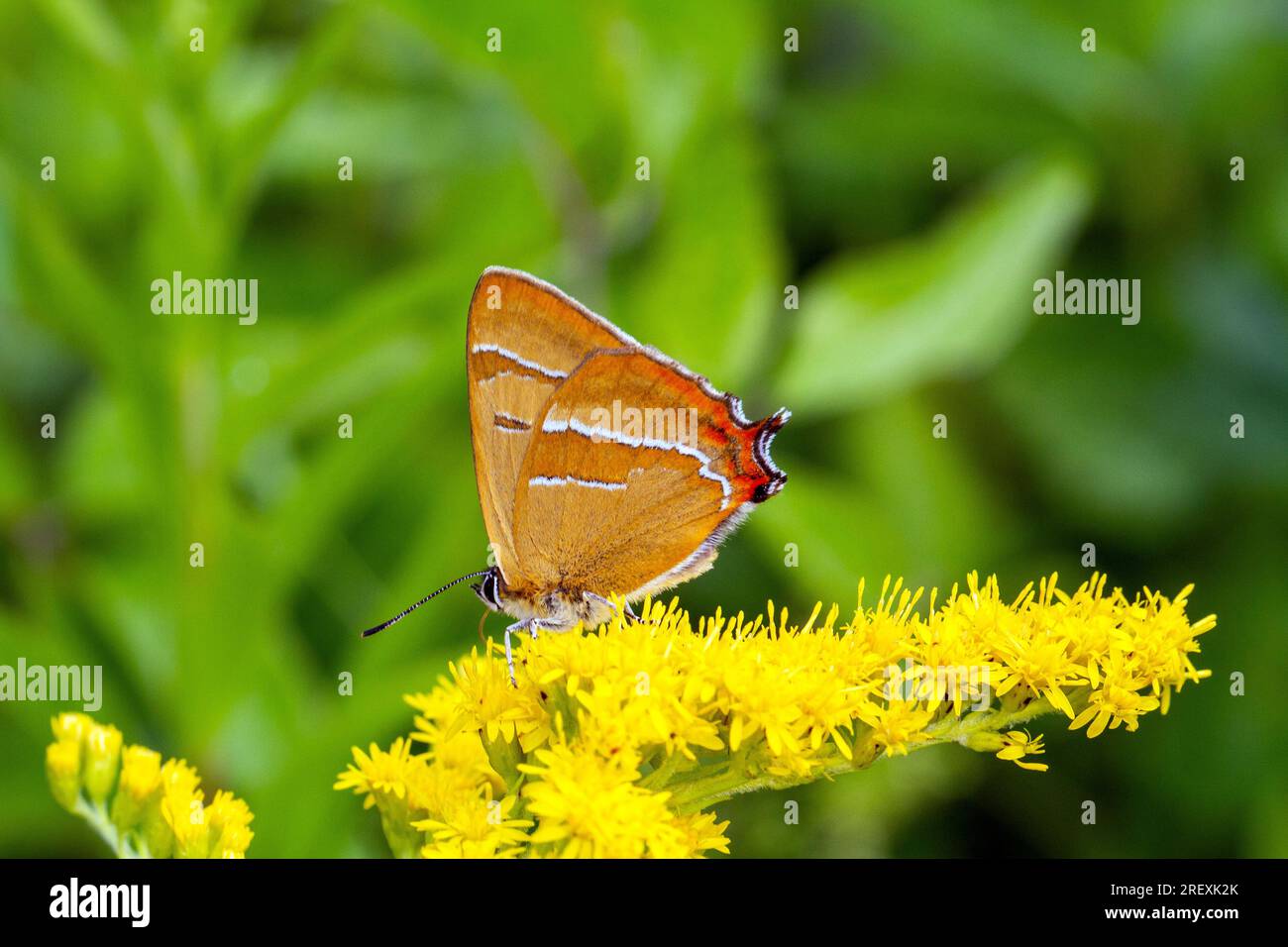 Shipton bellinger hampshire -Fotos und -Bildmaterial in hoher Auflösung ...