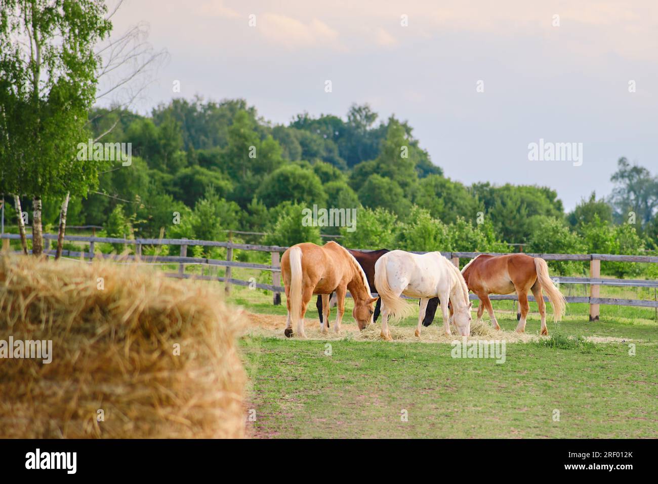 Die Gruppe der Pferde schmeckt gerne an nahrhaftem Futter, und ihr ...