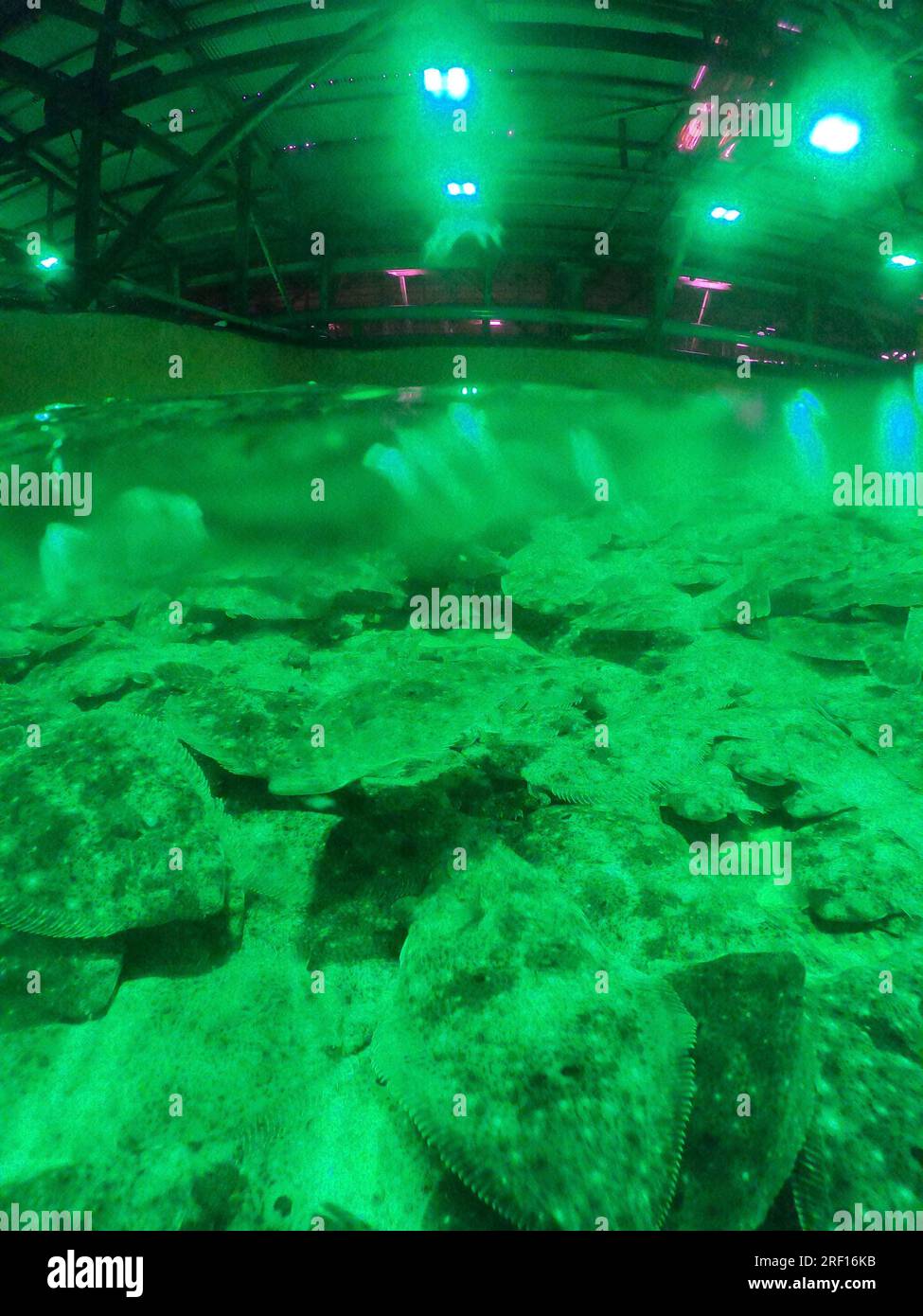 Flounder are been farmed with green LED lights at Marumichi Suisan, a ...
