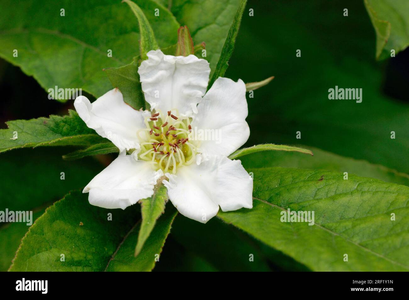 Gemeinsame mispel mespilus germanica -Fotos und -Bildmaterial in hoher ...