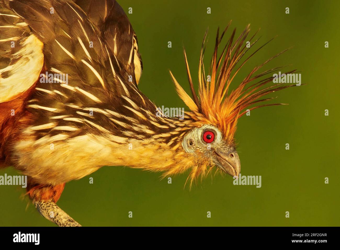 Hoatzin, Reptilienvogel, Stinkvogel, Canje Fasan (Opisthocomus hoazin ...