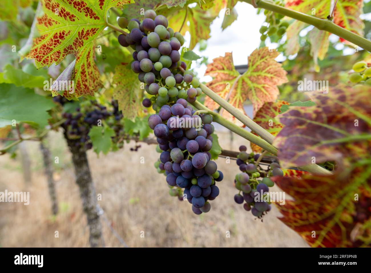 31. Juli 2023, Sachsen, Meißen: Rote Weintrauben auf Reben direkt an ...