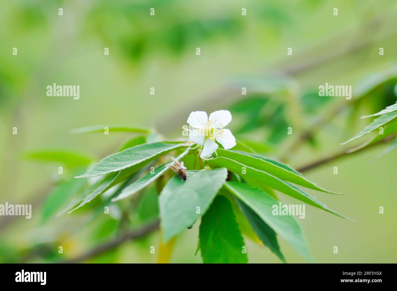Calabura, Jam Tree oder Jamaika-Kirsche oder Malayische Kirsche oder ...