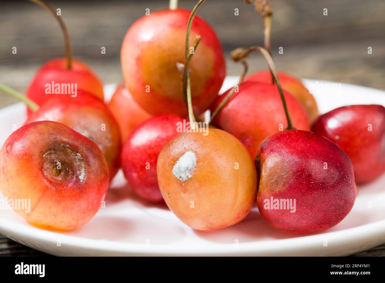 Verfaulte Kirschen auf einem Holztisch, ein paar Beeren, die bereits ...
