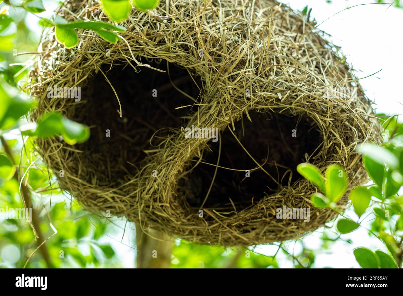 Vogelnest am haus -Fotos und -Bildmaterial in hoher Auflösung – Alamy