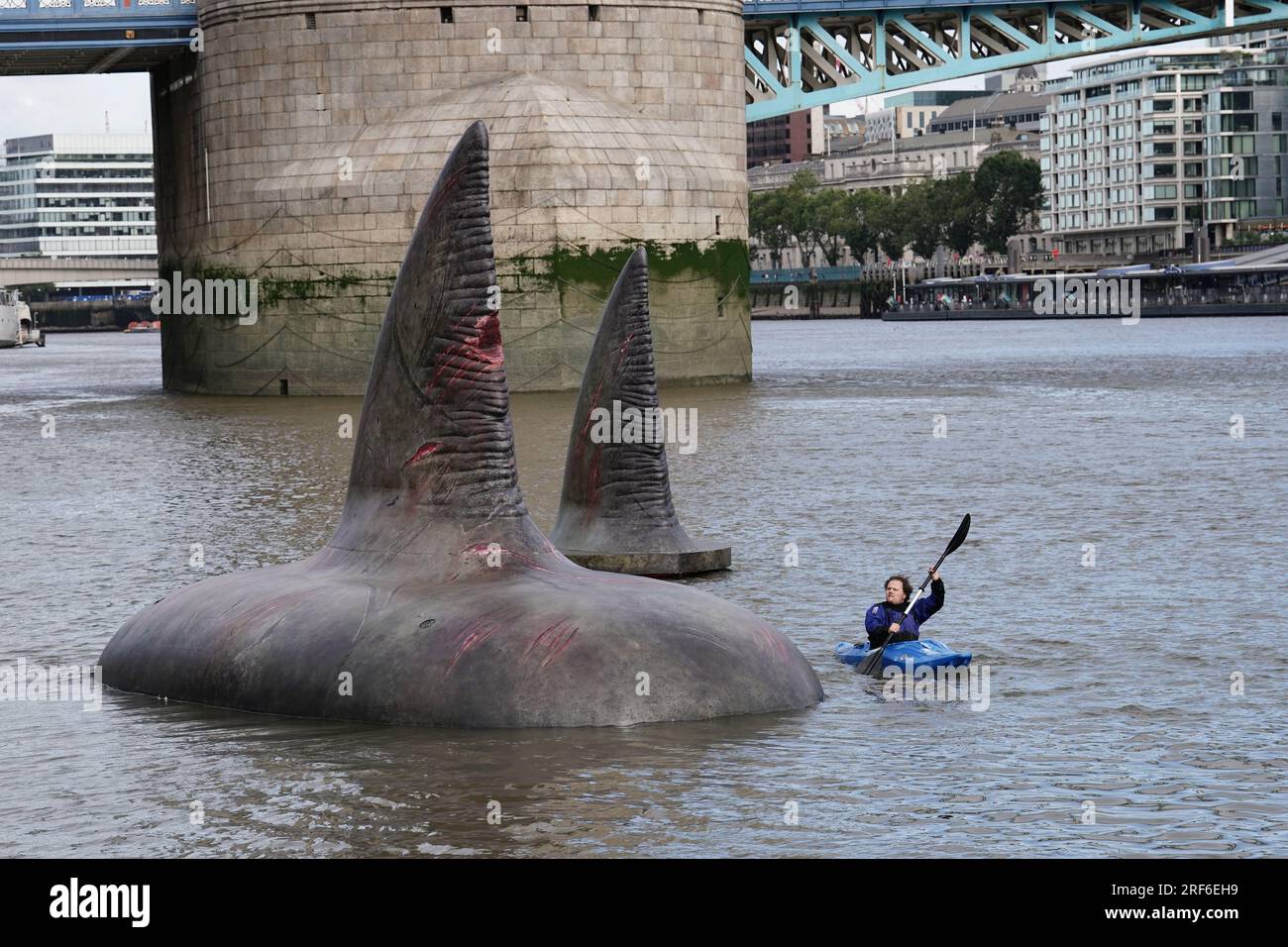 Ein Kajakfahrer fährt an schwimmenden Modellen von Megalodon ...