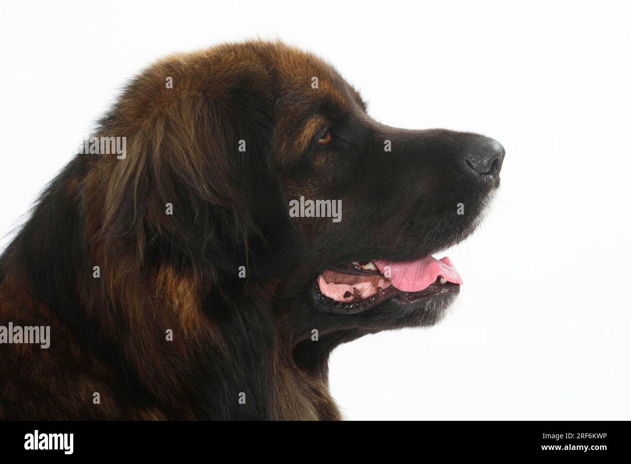 Leonberger profil -Fotos und -Bildmaterial in hoher Auflösung – Alamy