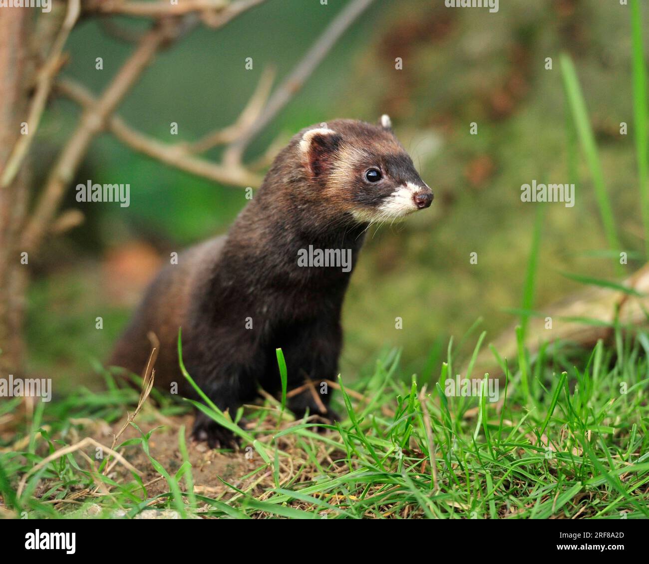 Der iltis -Fotos und -Bildmaterial in hoher Auflösung – Alamy