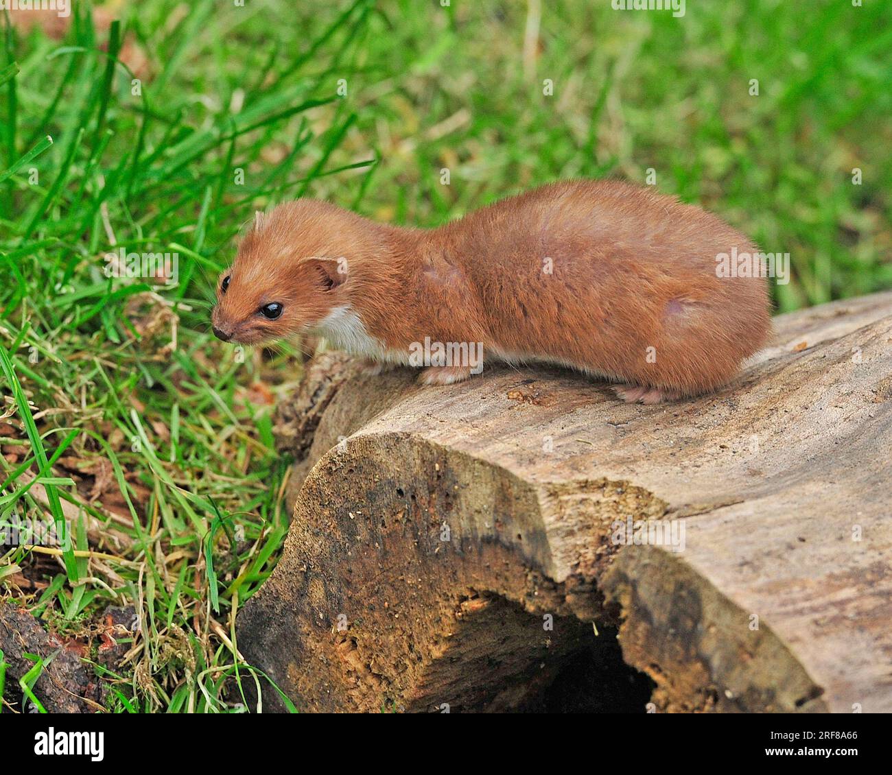 Wildes wiesel -Fotos und -Bildmaterial in hoher Auflösung – Alamy