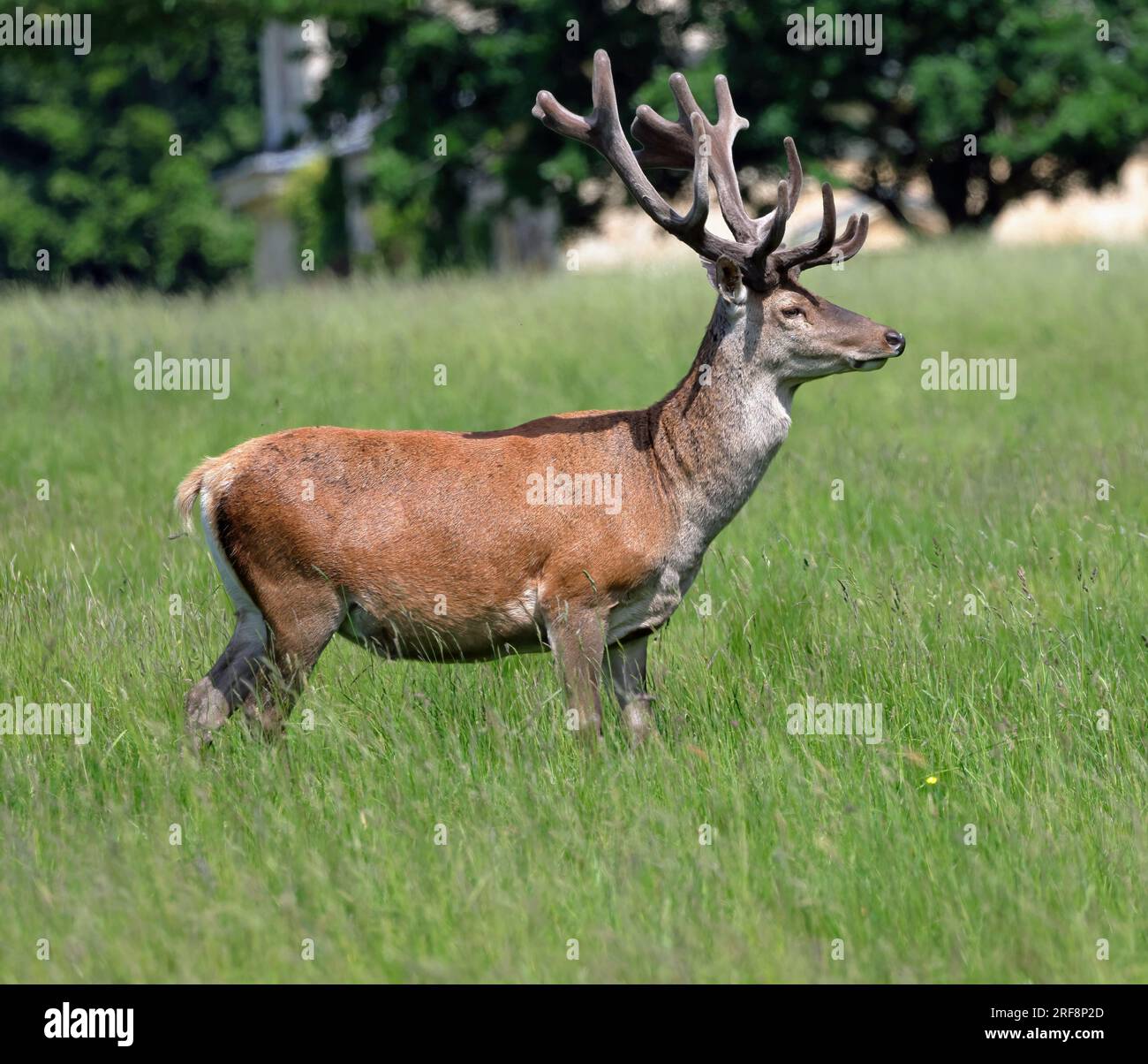 Abtei der hirsche -Fotos und -Bildmaterial in hoher Auflösung – Alamy