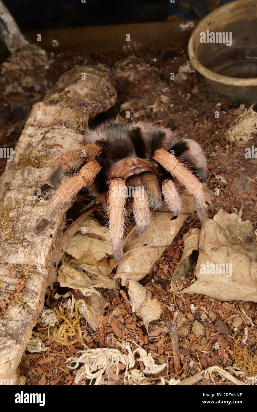 Goliath birdeater theraphosa blondi -Fotos und -Bildmaterial in hoher ...