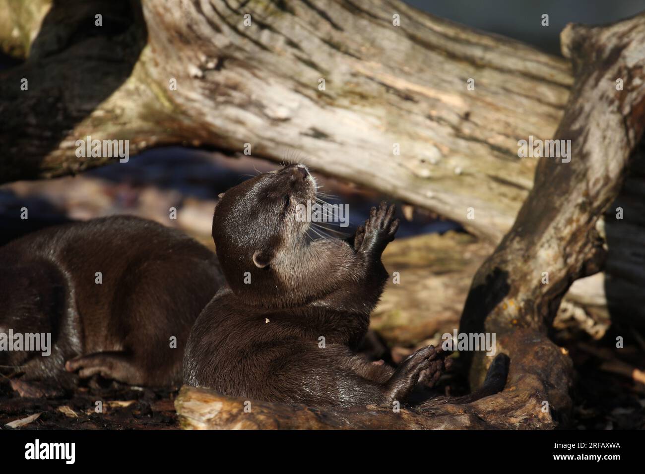 Clapping otter -Fotos und -Bildmaterial in hoher Auflösung – Alamy