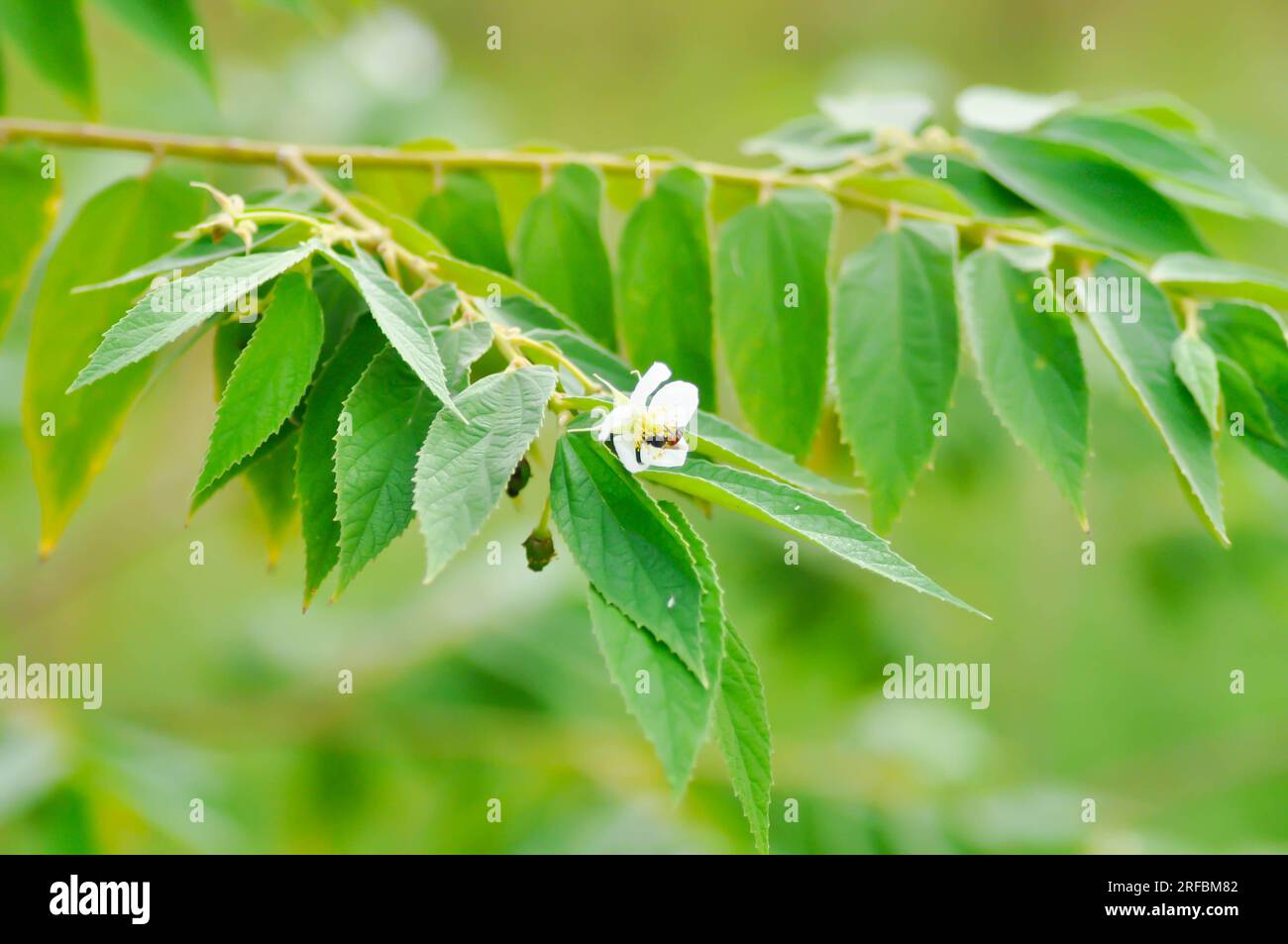 Calabura, Jam Tree oder Jamaika-Kirsche oder Malayische Kirsche oder ...