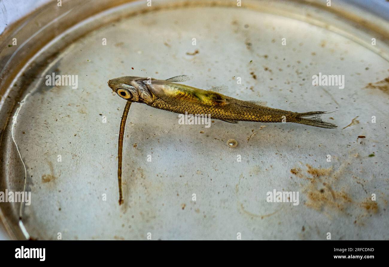 Piscicola geometra -Fotos und -Bildmaterial in hoher Auflösung – Alamy