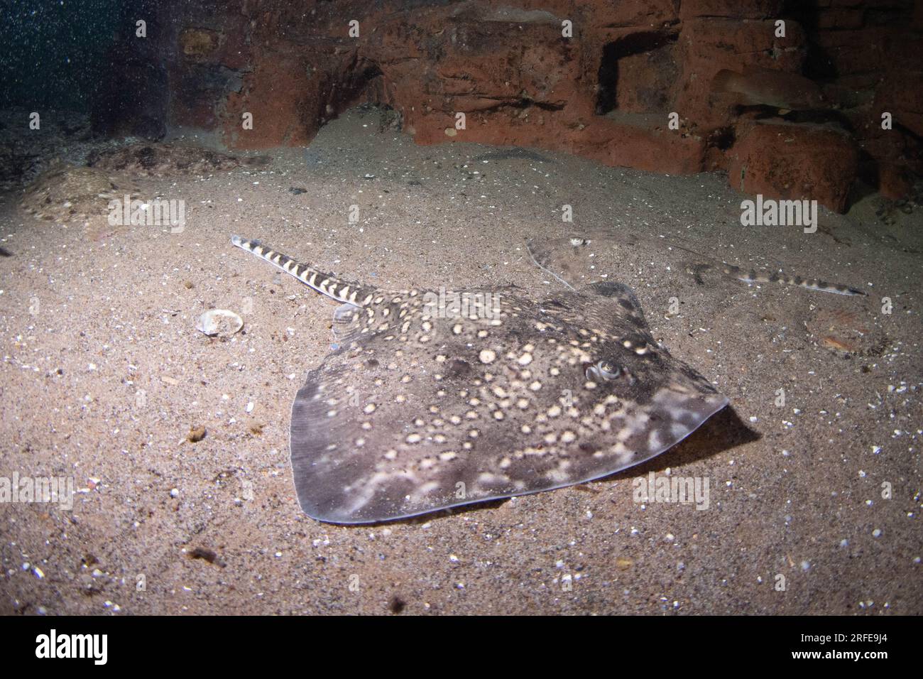 Thornback ray -Fotos und -Bildmaterial in hoher Auflösung – Alamy