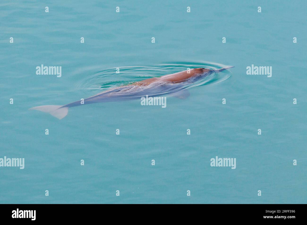 Ganges delfin -Fotos und -Bildmaterial in hoher Auflösung – Alamy