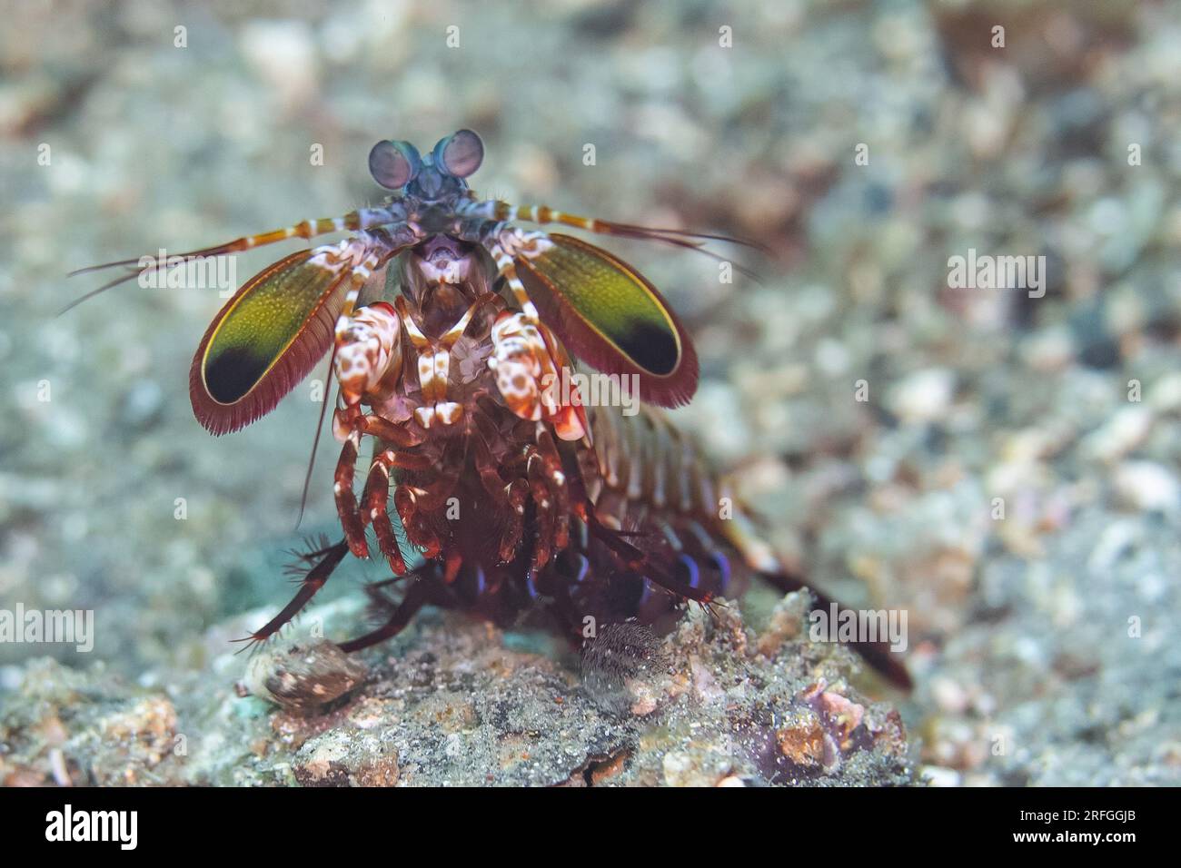 Rainbow mantis shrimp -Fotos und -Bildmaterial in hoher Auflösung – Alamy