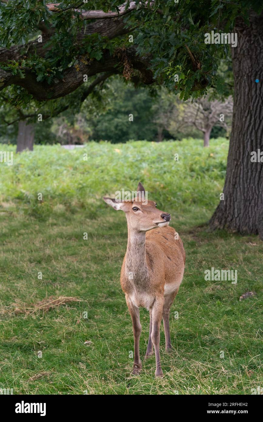 Rothirsch kuh -Fotos und -Bildmaterial in hoher Auflösung – Alamy