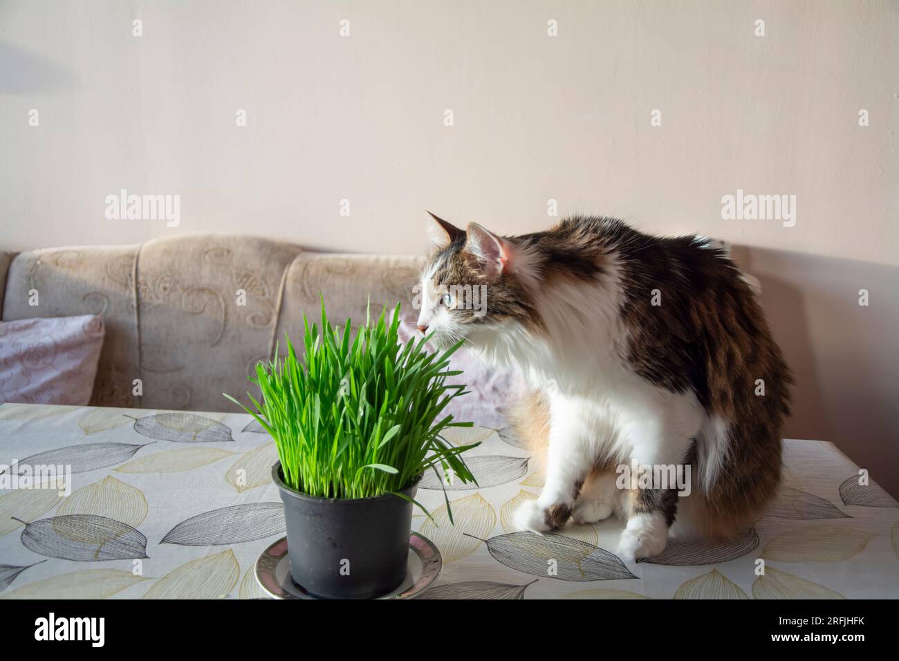 Gesundheit des verdauungssystems der katze -Fotos und -Bildmaterial in hoher Auflösung – Alamy