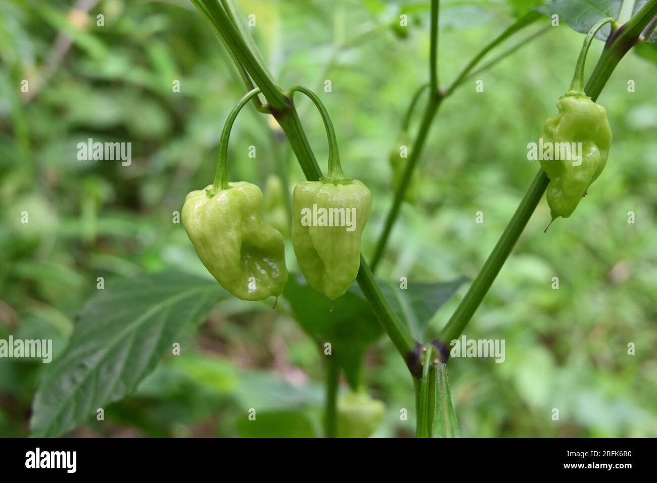 Capsicum chinense sorten -Fotos und -Bildmaterial in hoher Auflösung ...