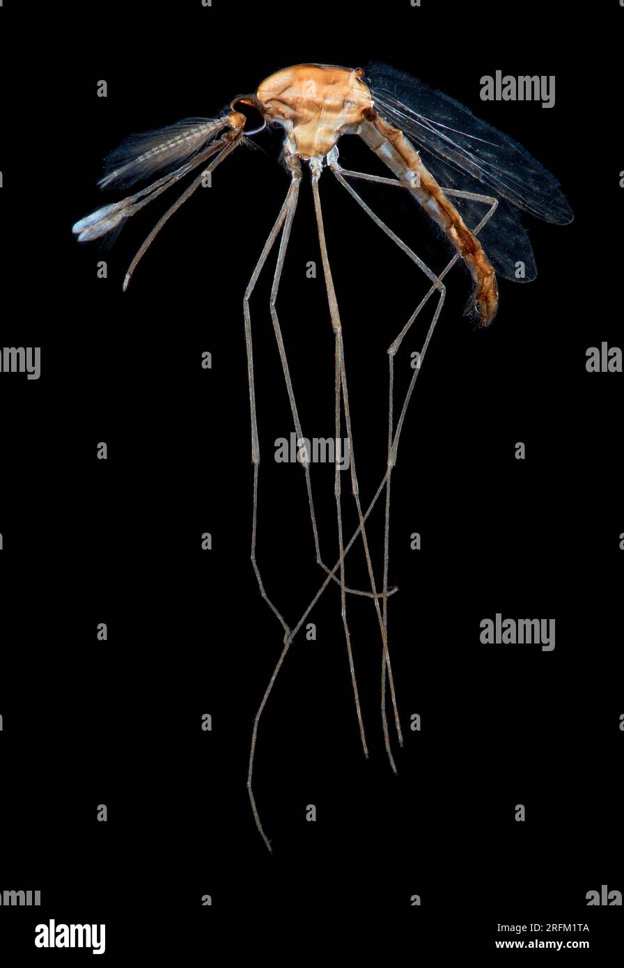 Plasmodium falciparum malaria -Fotos und -Bildmaterial in hoher ...