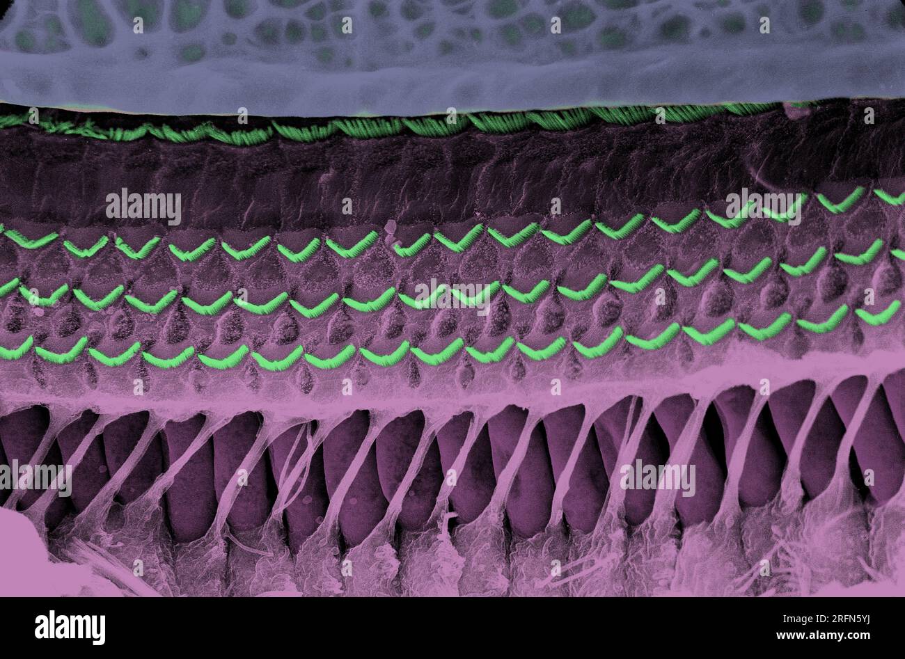 Menschliche Haarzellen Unter Dem Mikroskop