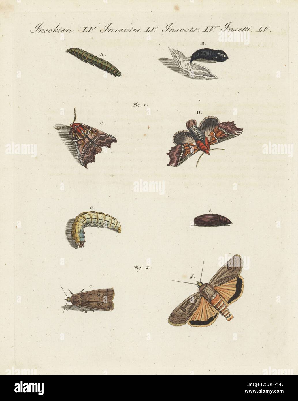 Herald Motte, Scoliopteryx libatrix 1 und großer gelber Unterflügel ...