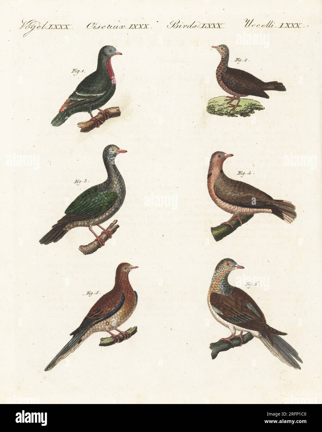 Columba turtur canadensis -Fotos und -Bildmaterial in hoher Auflösung ...