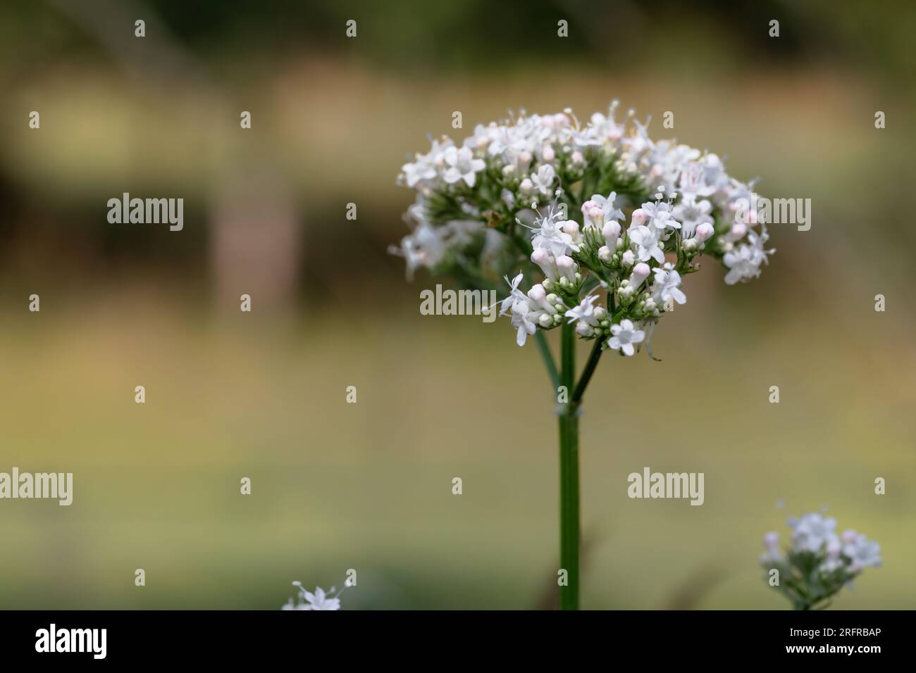 Valerian family -Fotos und -Bildmaterial in hoher Auflösung – Alamy