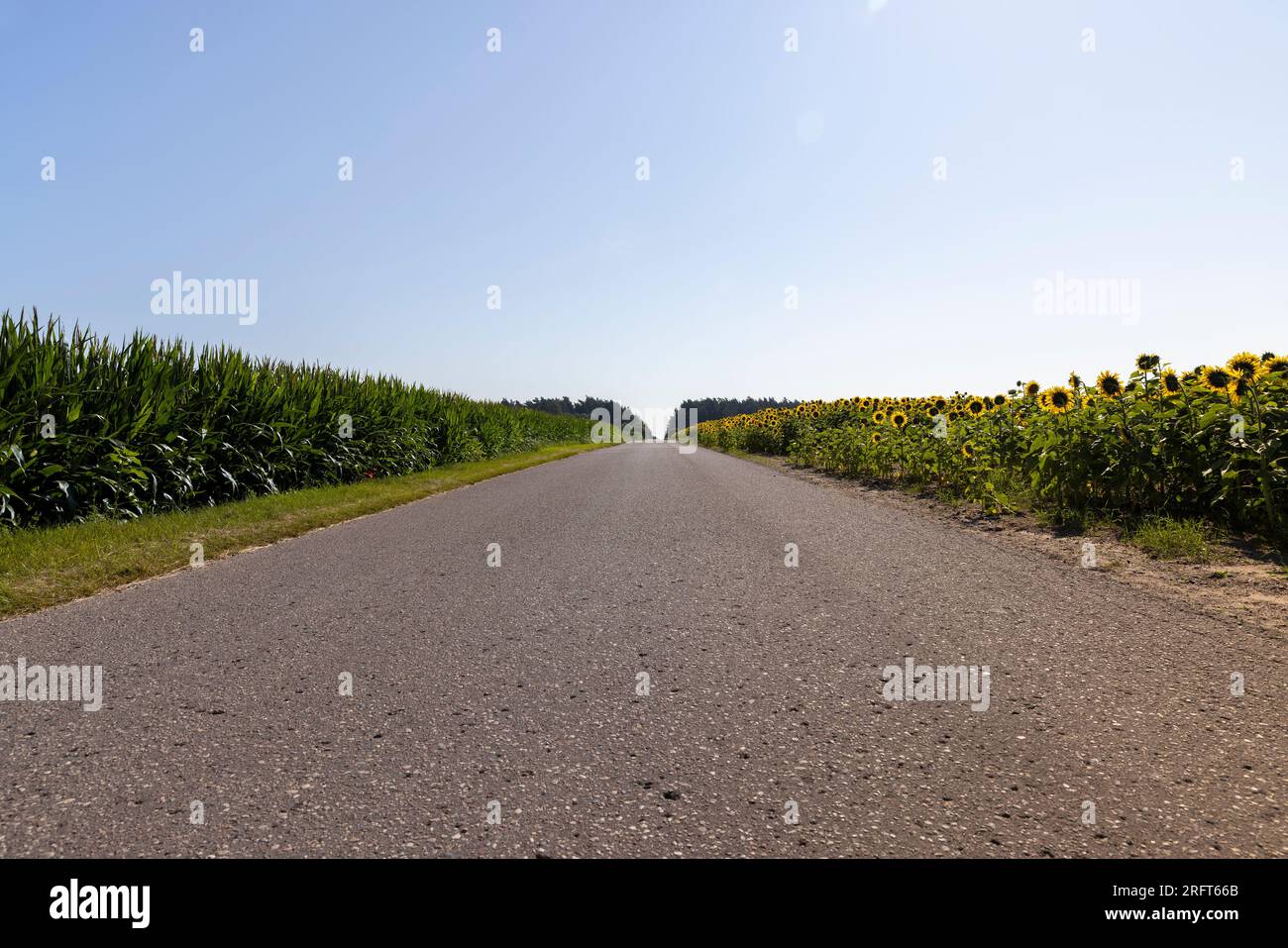 Eine gerade Straße aus Asphalt, eine Asphaltstraße am Straßenrand ...
